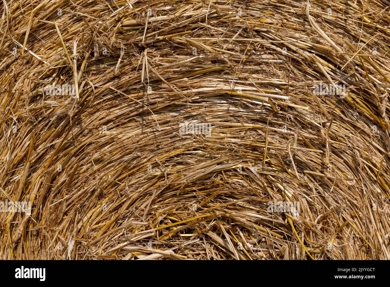 Agricultural field with harvested wheat and straw in stacks, twisted ...