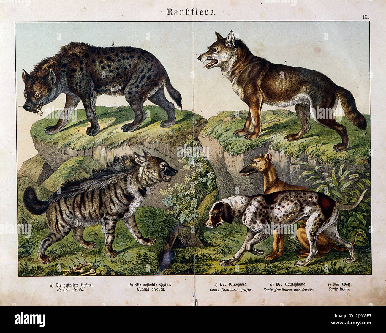 Coloured Illustration depicting different species of wild dogs Stock ...