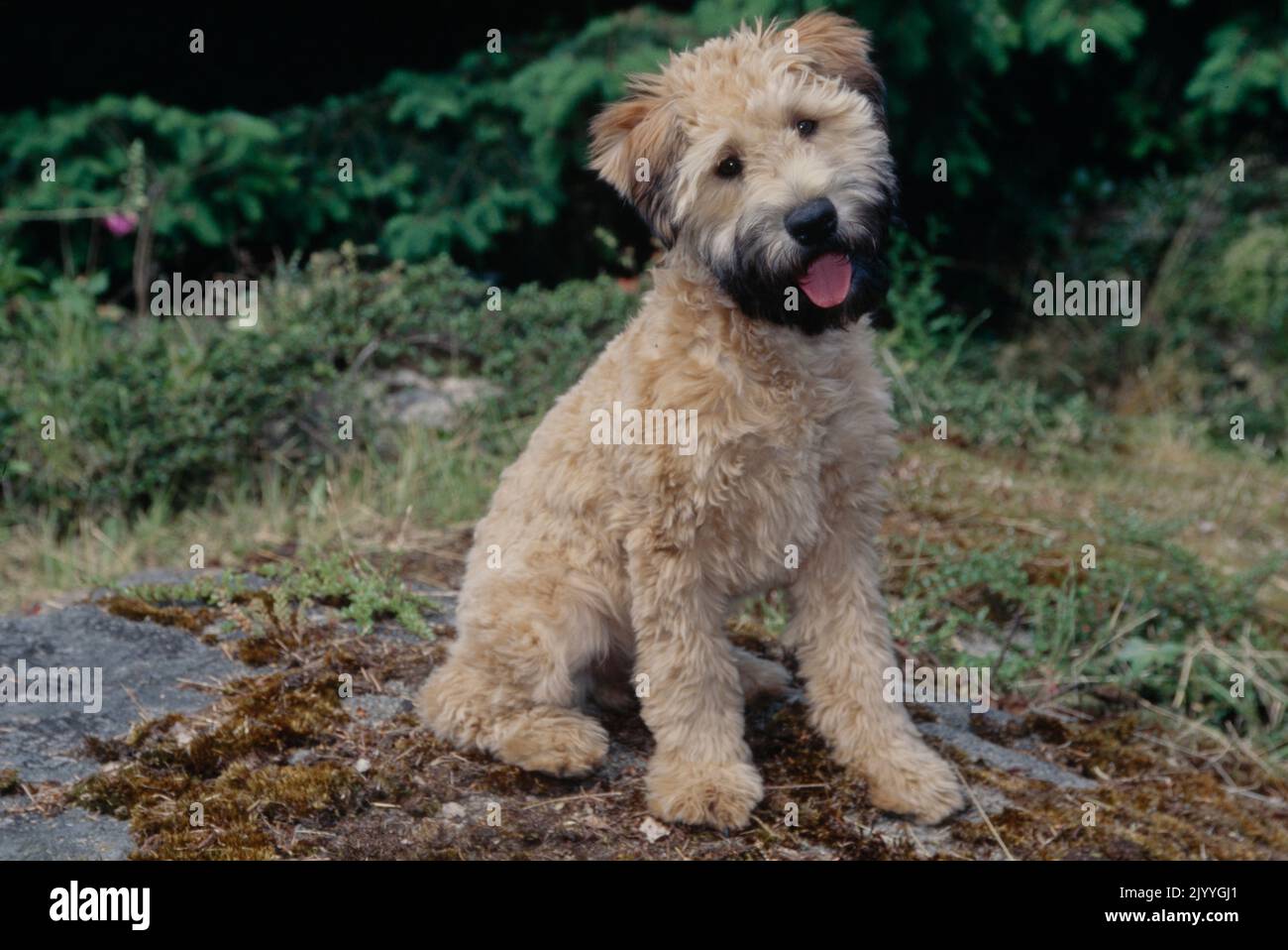 Wheaton terrier hi-res stock photography and images - Alamy
