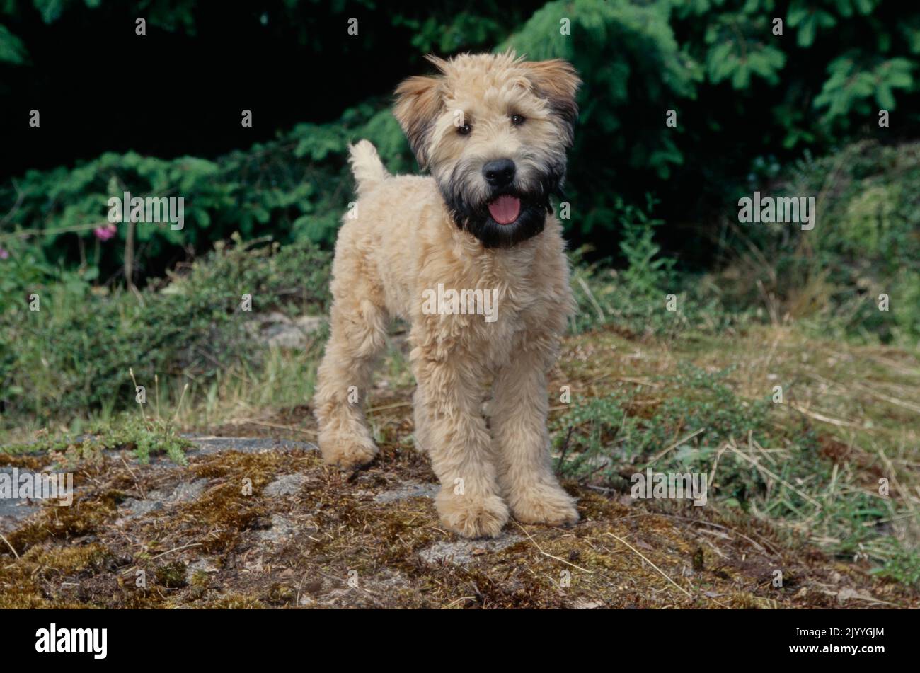 Wheaton terrier hi-res stock photography and images - Alamy