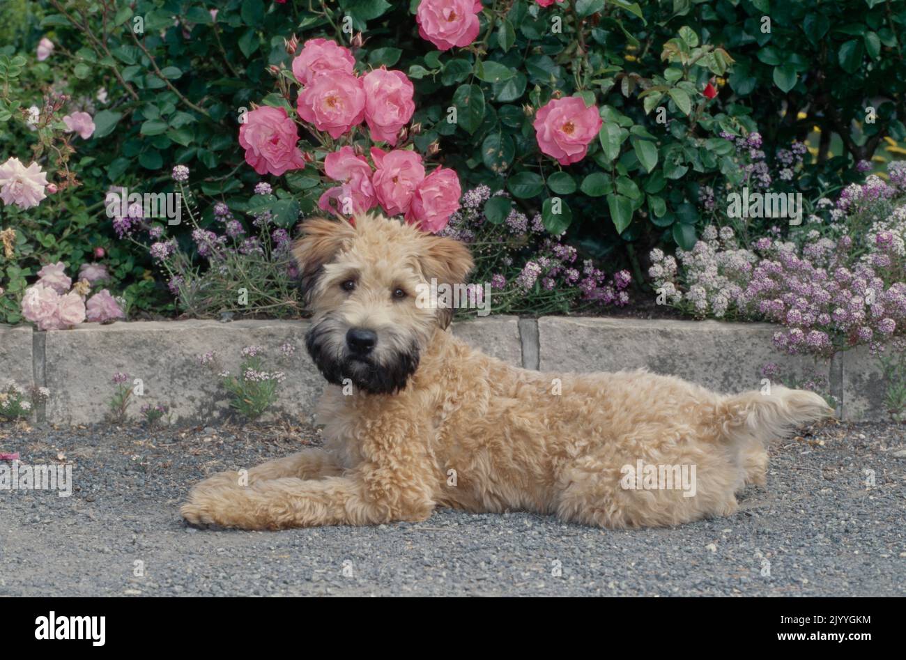 Wheaton terrier hi-res stock photography and images - Alamy