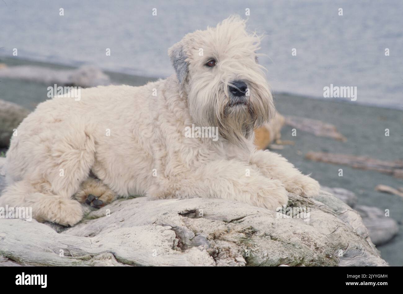Soft Coat Wheaton Terrier on rock Stock Photo - Alamy