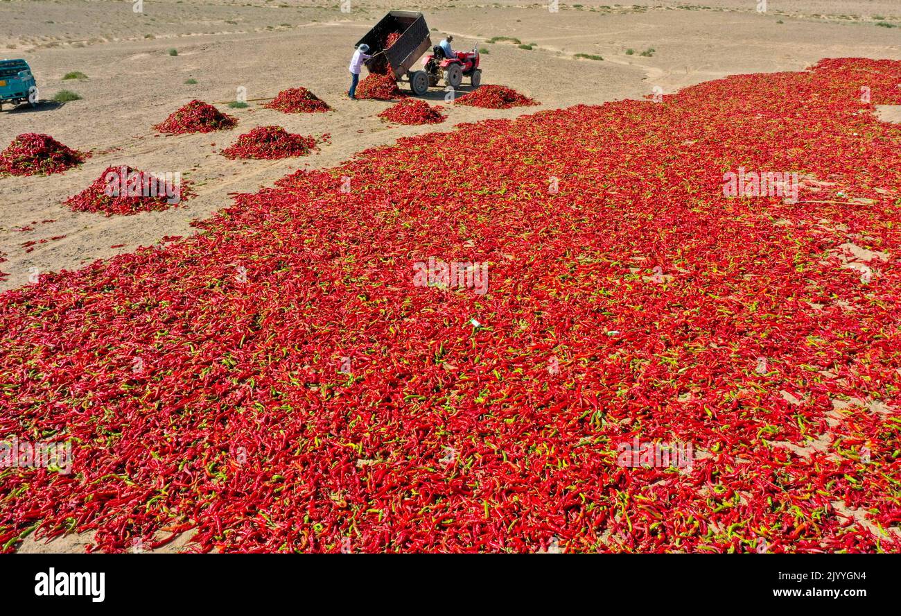 Pepper farmers dry their harvested red peppers in Zhangye City, Gansu ...