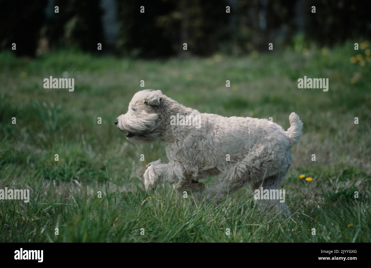 Wheaton terrier hi-res stock photography and images - Alamy