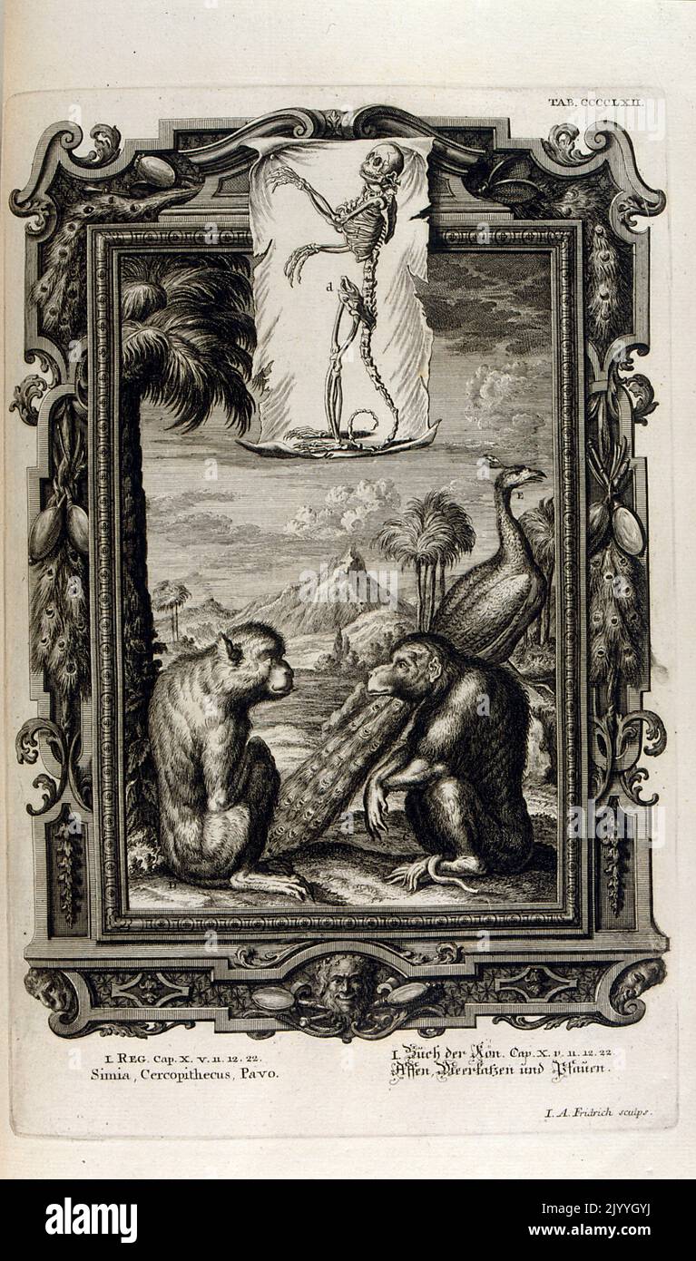 Engraving depicting the skeleton of a primate. The Illustration is set ...