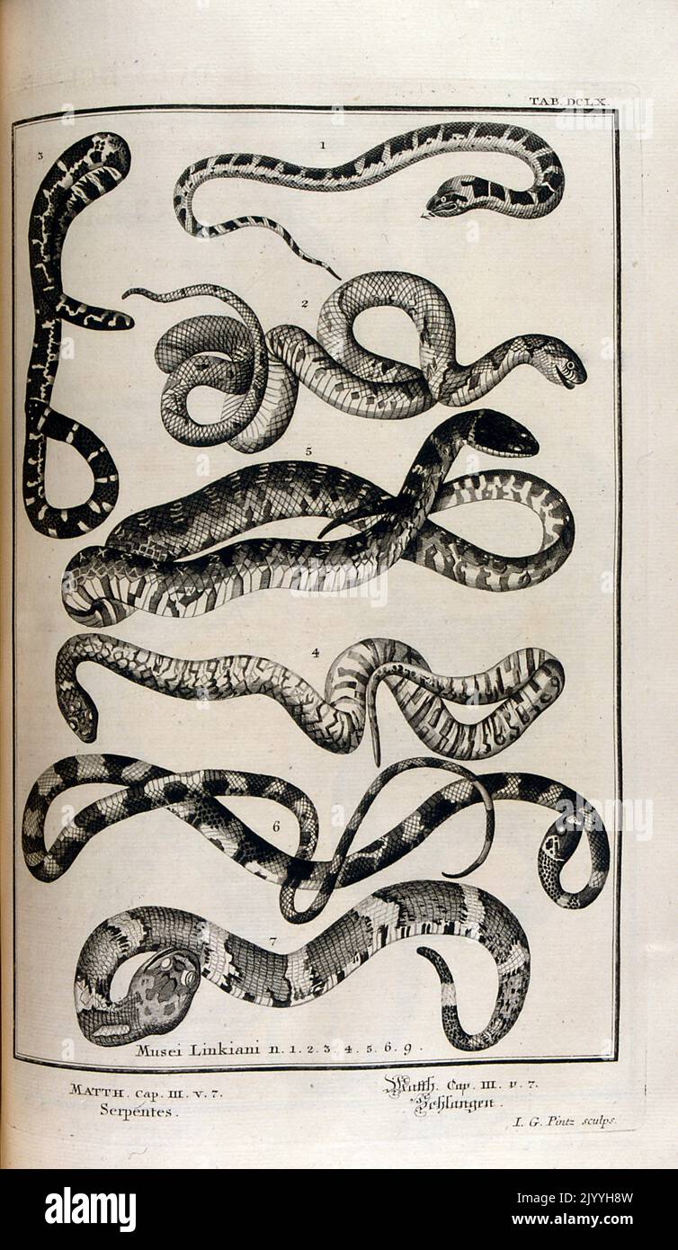 Antique old master engraving of snakes; Musei Linkiani Serpents I ...