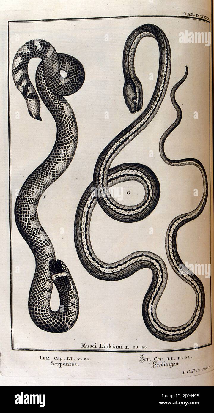 Antique old master engraving of snakes; Musei Linkiani Serpents I ...