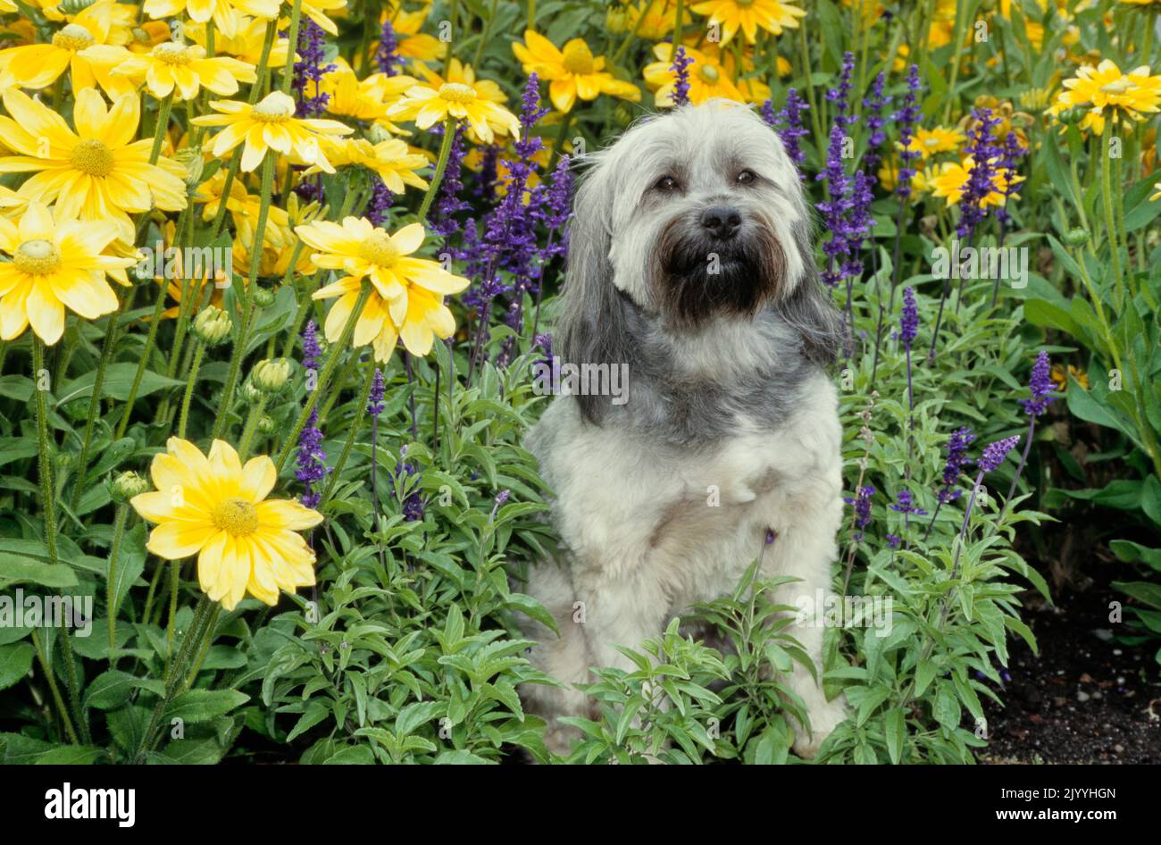 Tibetan Terrier in flower bush Stock Photo - Alamy