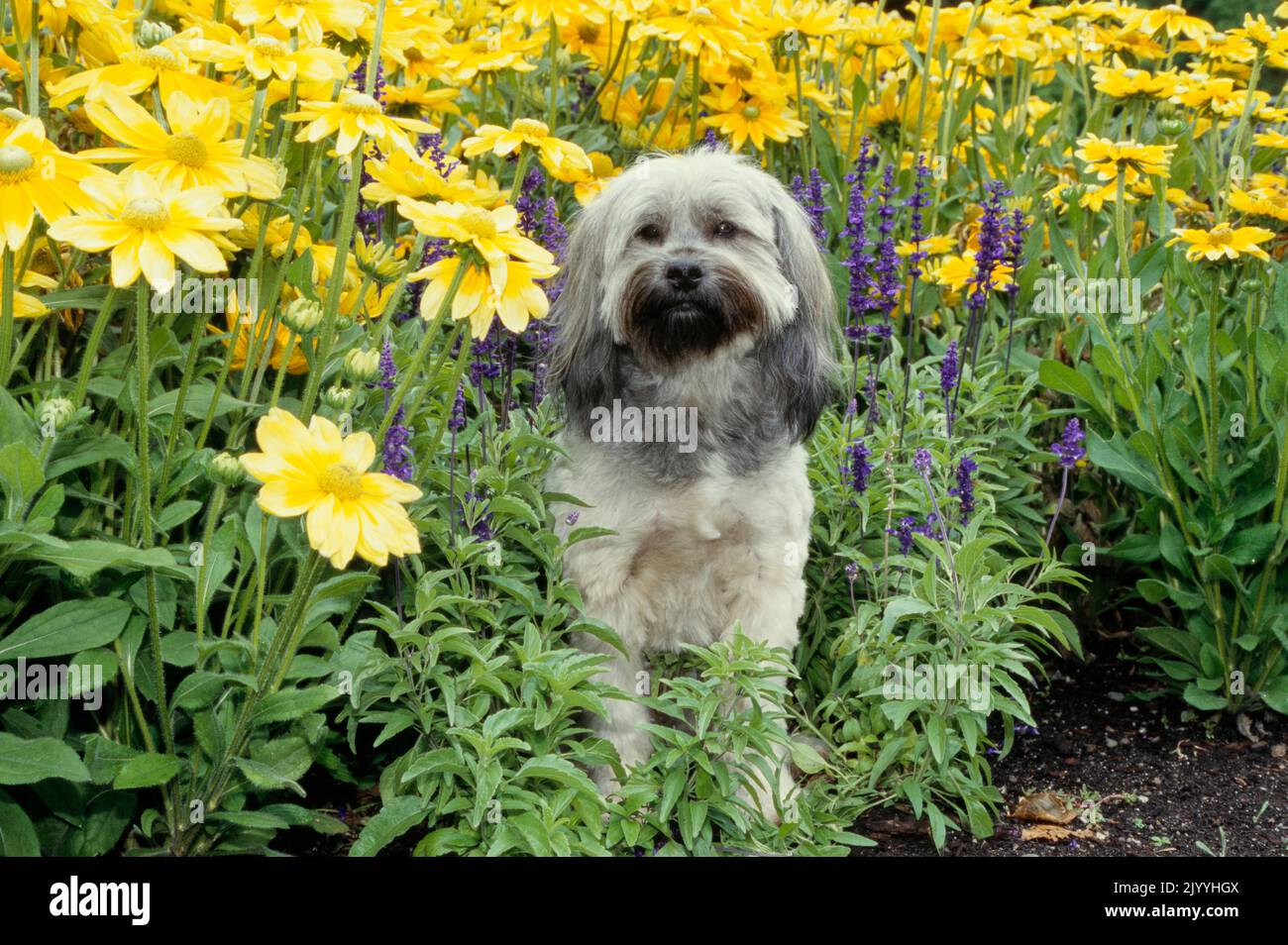 Tibetan Terrier in flower bush Stock Photo - Alamy
