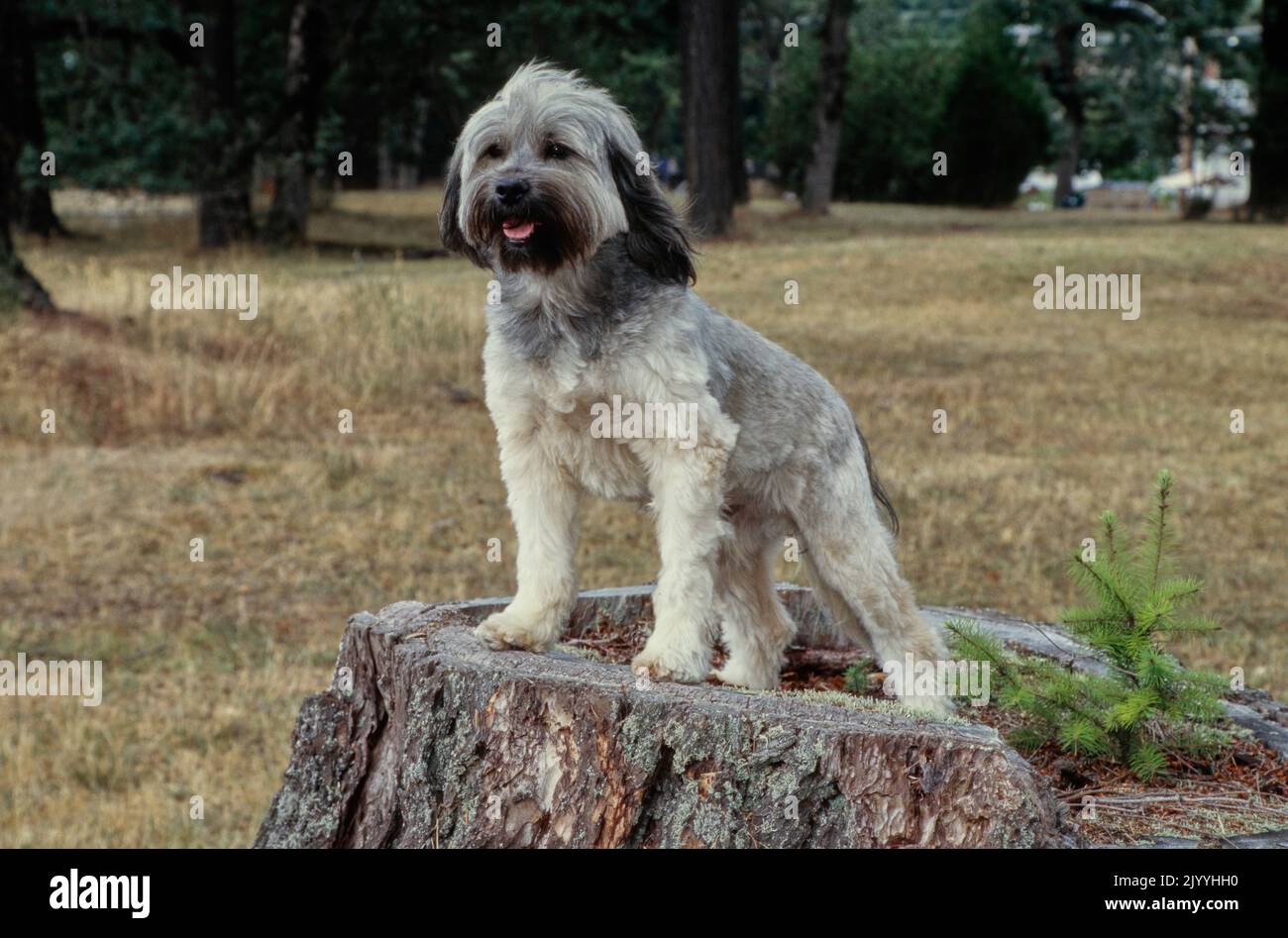 Tibetan Terrier on tree stump Stock Photo - Alamy