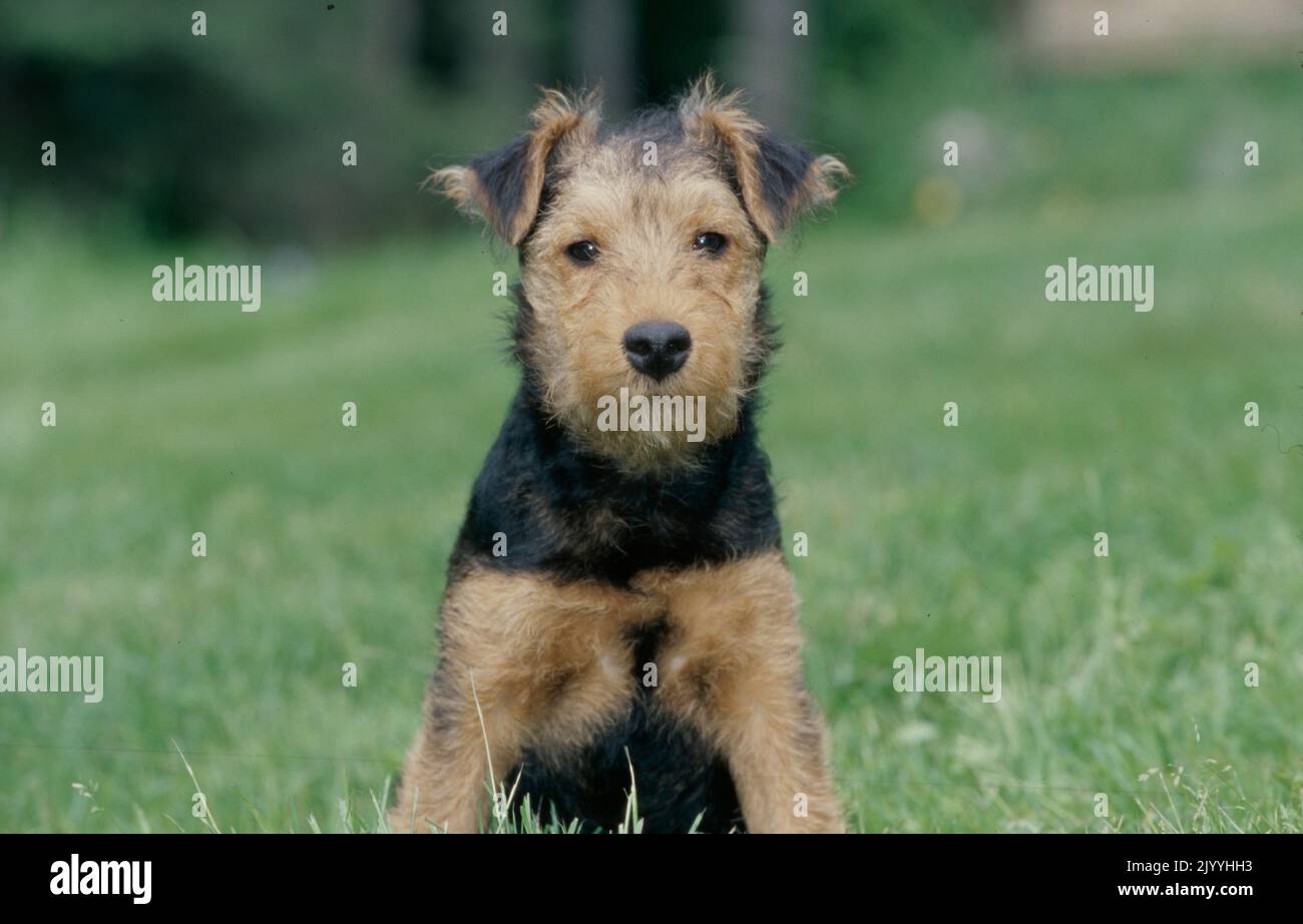 Dog welsh terrier terrier pedigree hi-res stock photography and images ...