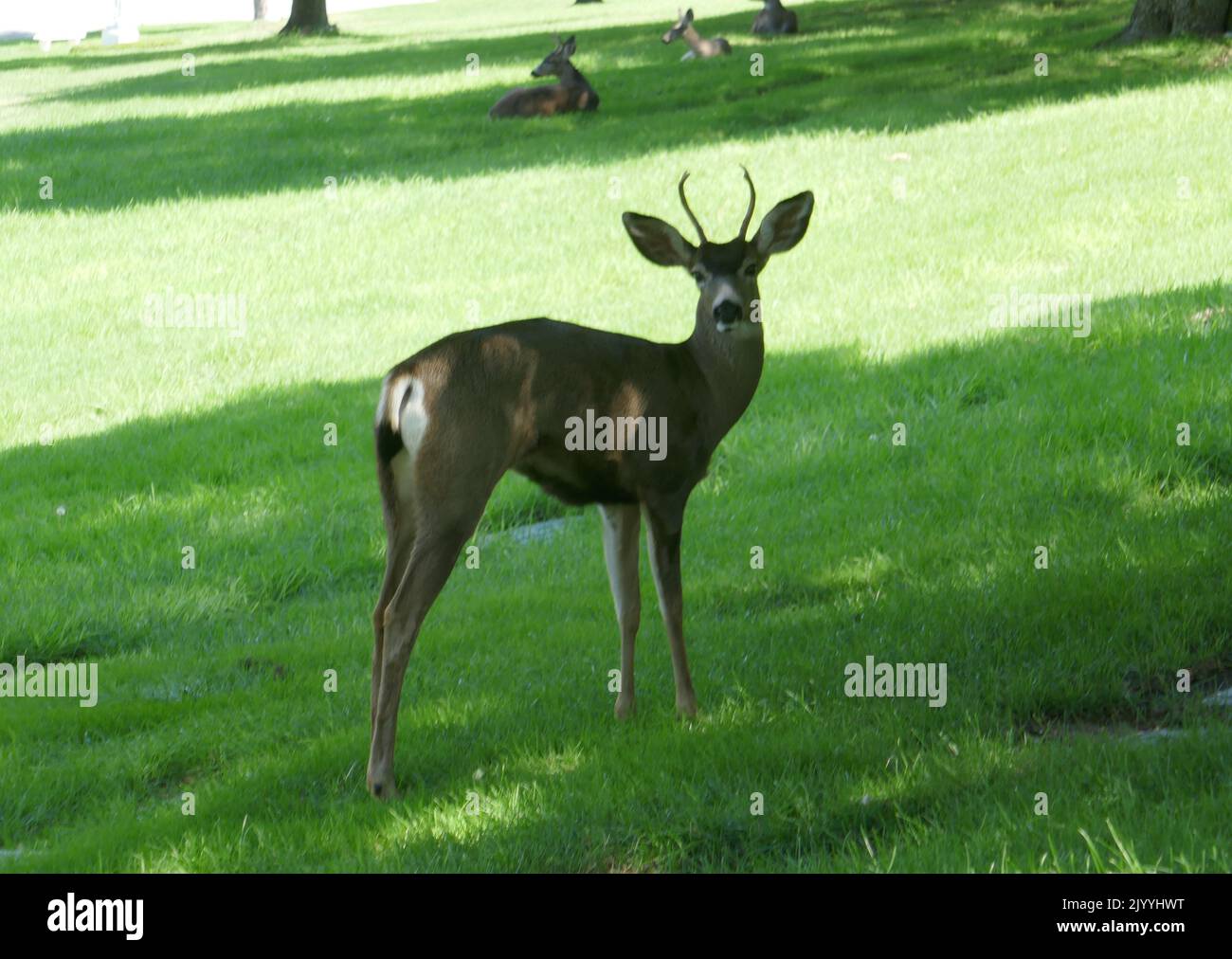 Los Angeles, California, USA 6th September 2022 Deer at Forest Lawn ...