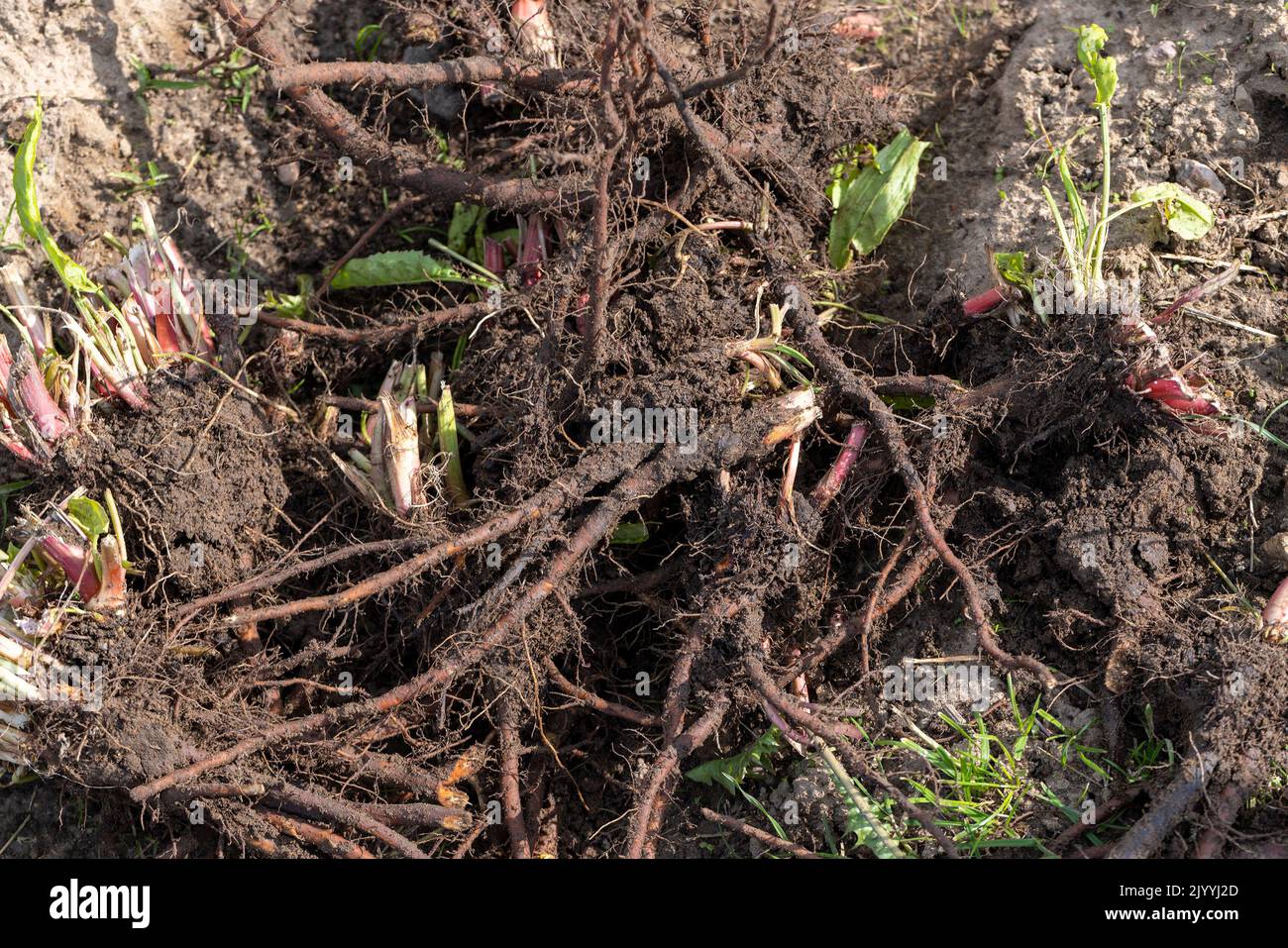 Weeds in roots hi-res stock photography and images - Alamy