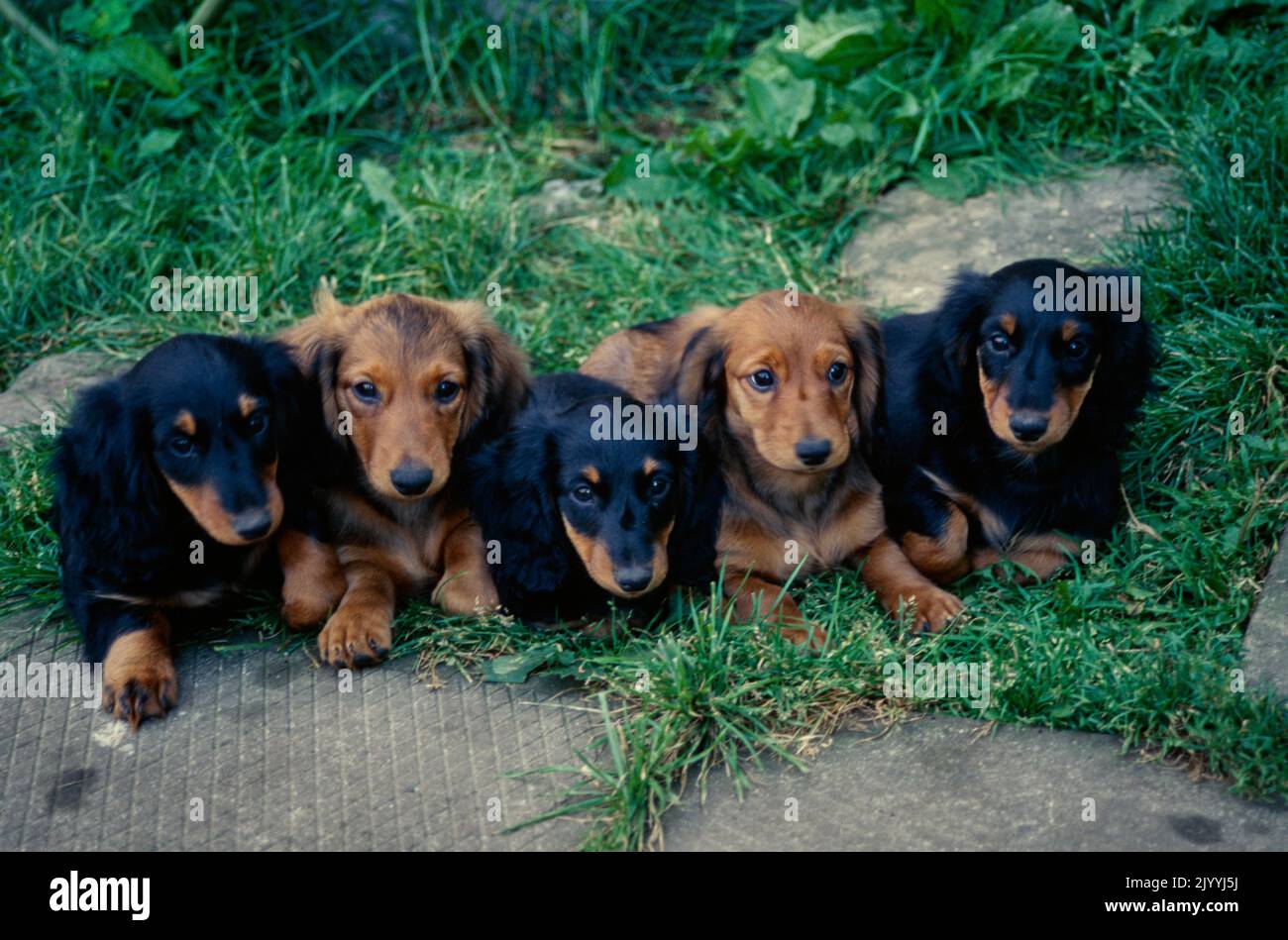 Dachshund puppies hi-res stock photography and images - Alamy