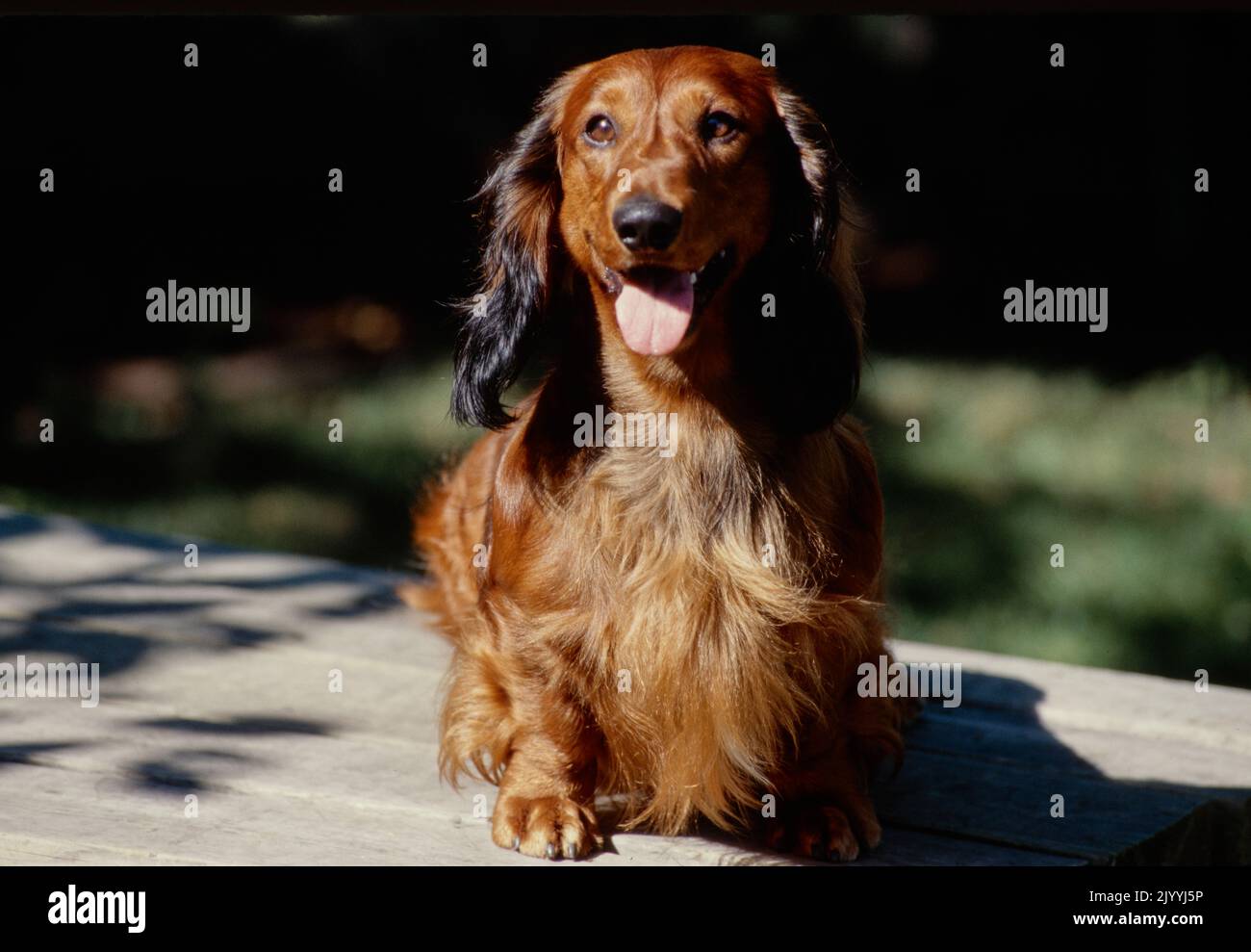 Dog at picnic table hi-res stock photography and images - Alamy