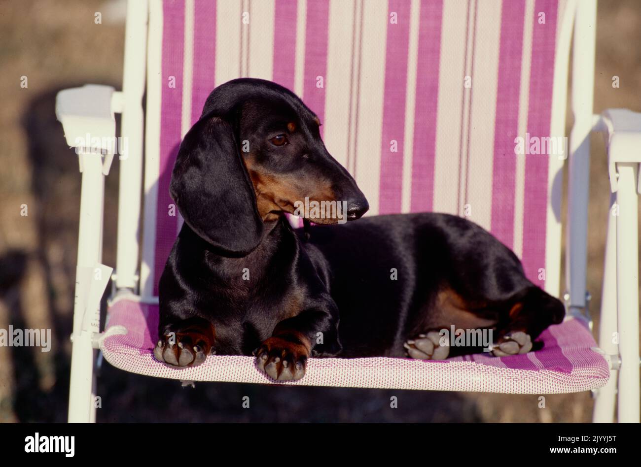 Dachshund on lawn chair Stock Photo - Alamy