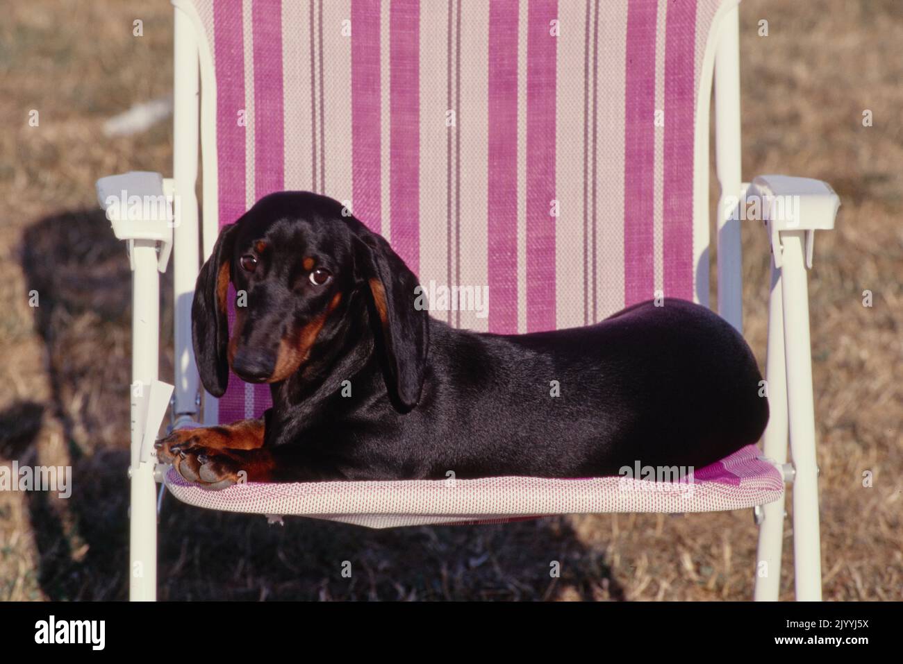 Dachshund on lawn chair Stock Photo - Alamy