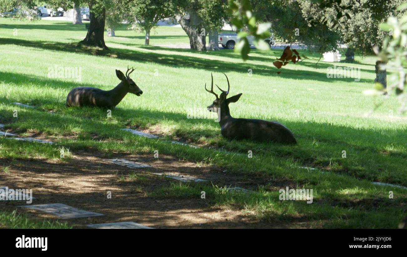 Los Angeles, California, USA 6th September 2022 Deer at Forest Lawn ...