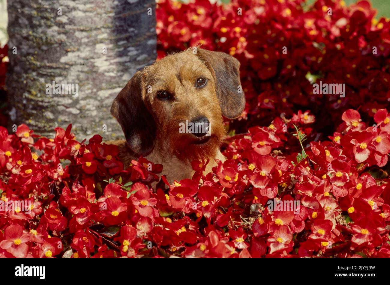 Dachshund in flower bush Stock Photo - Alamy