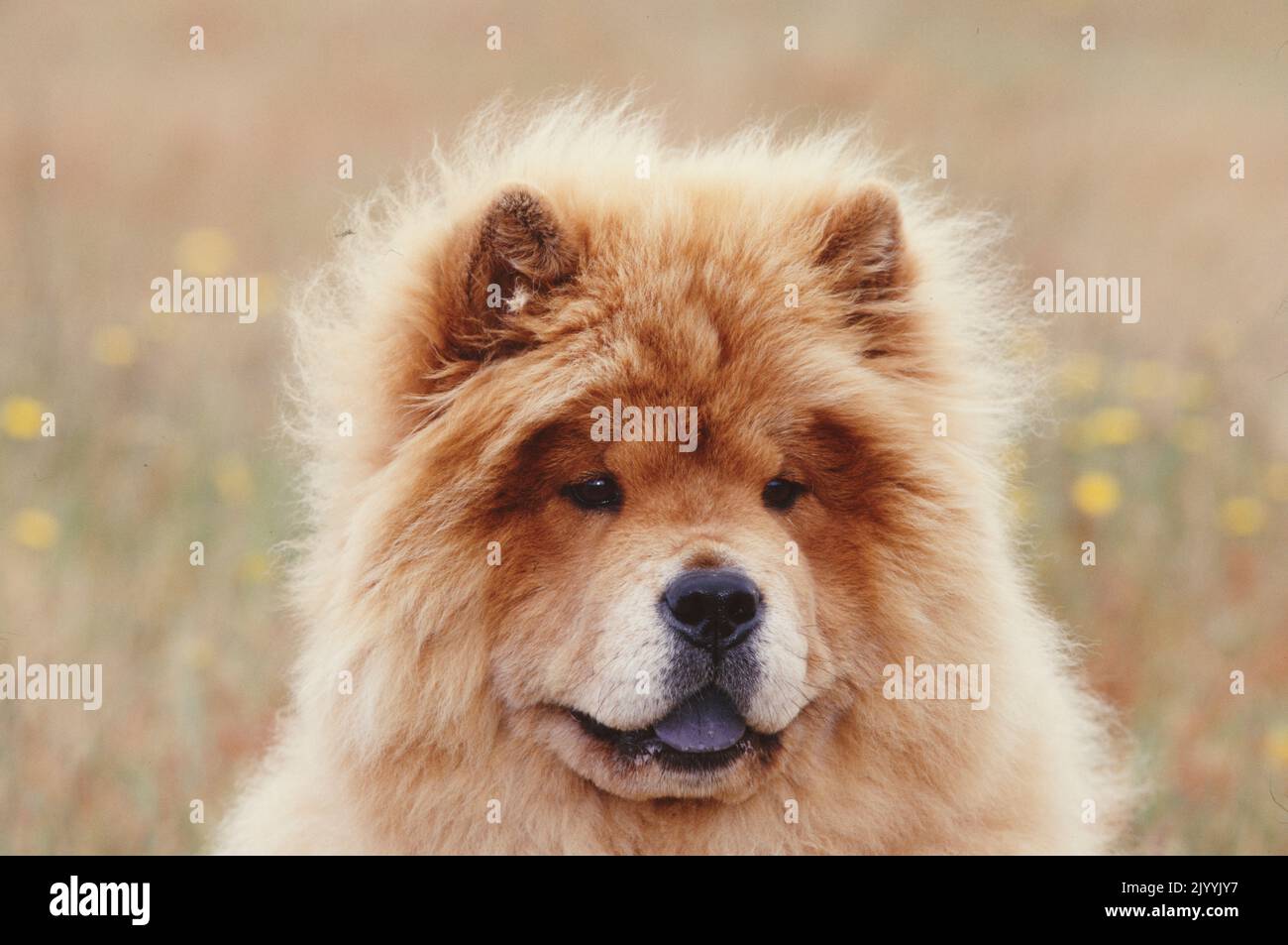 Field chow hi-res stock photography and images - Alamy