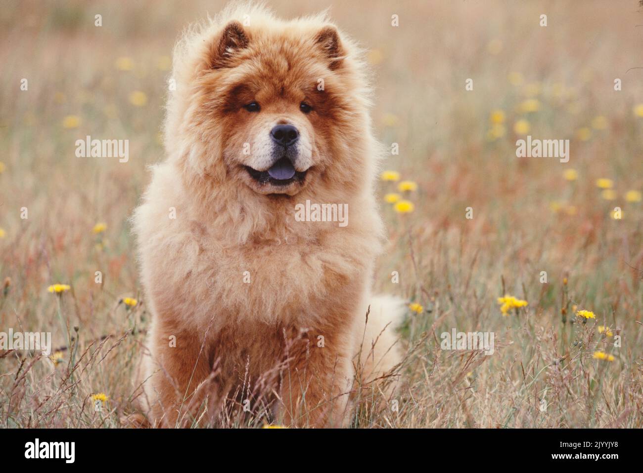 Field chow hi-res stock photography and images - Alamy