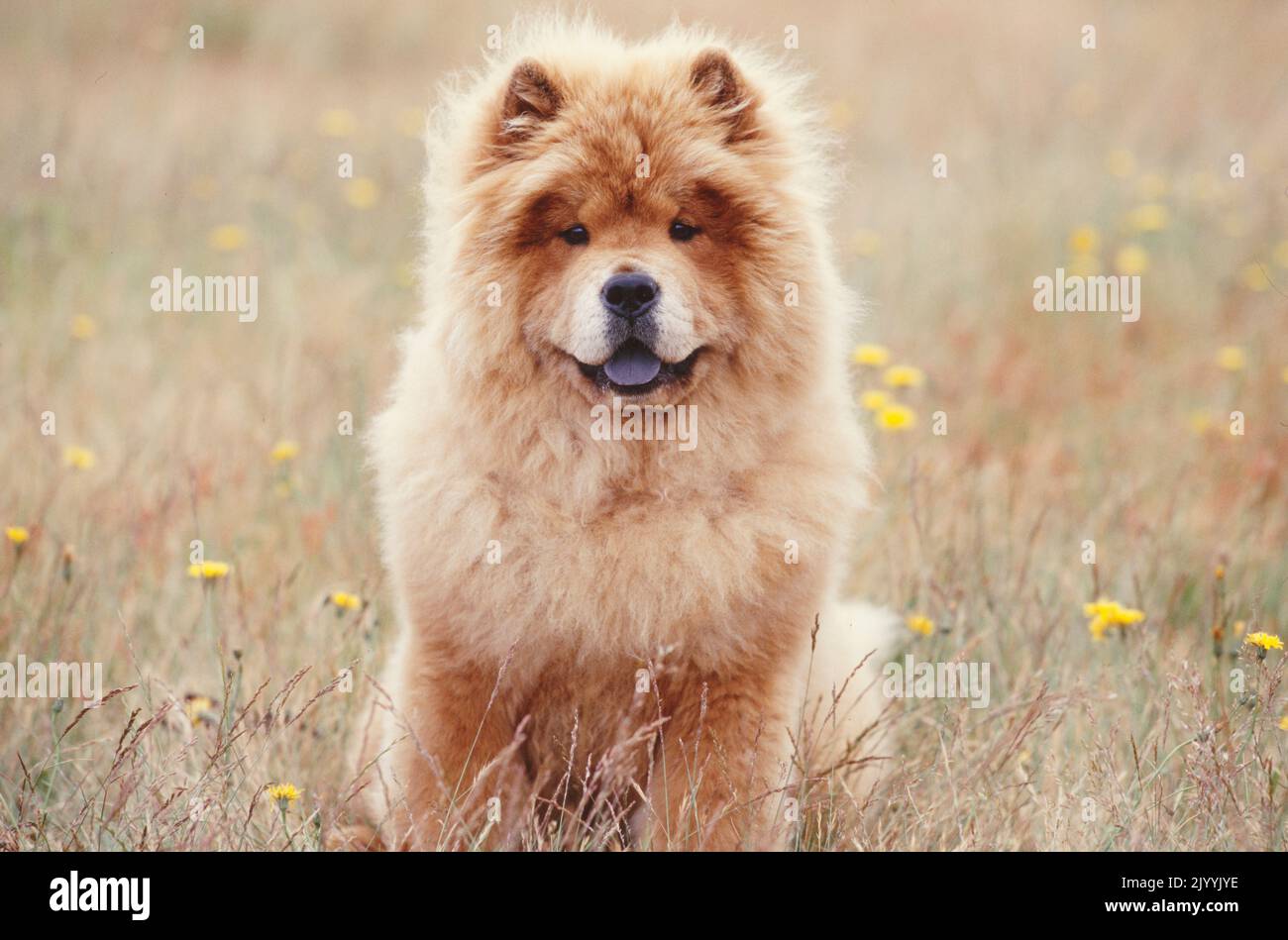 Chow in field Stock Photo - Alamy
