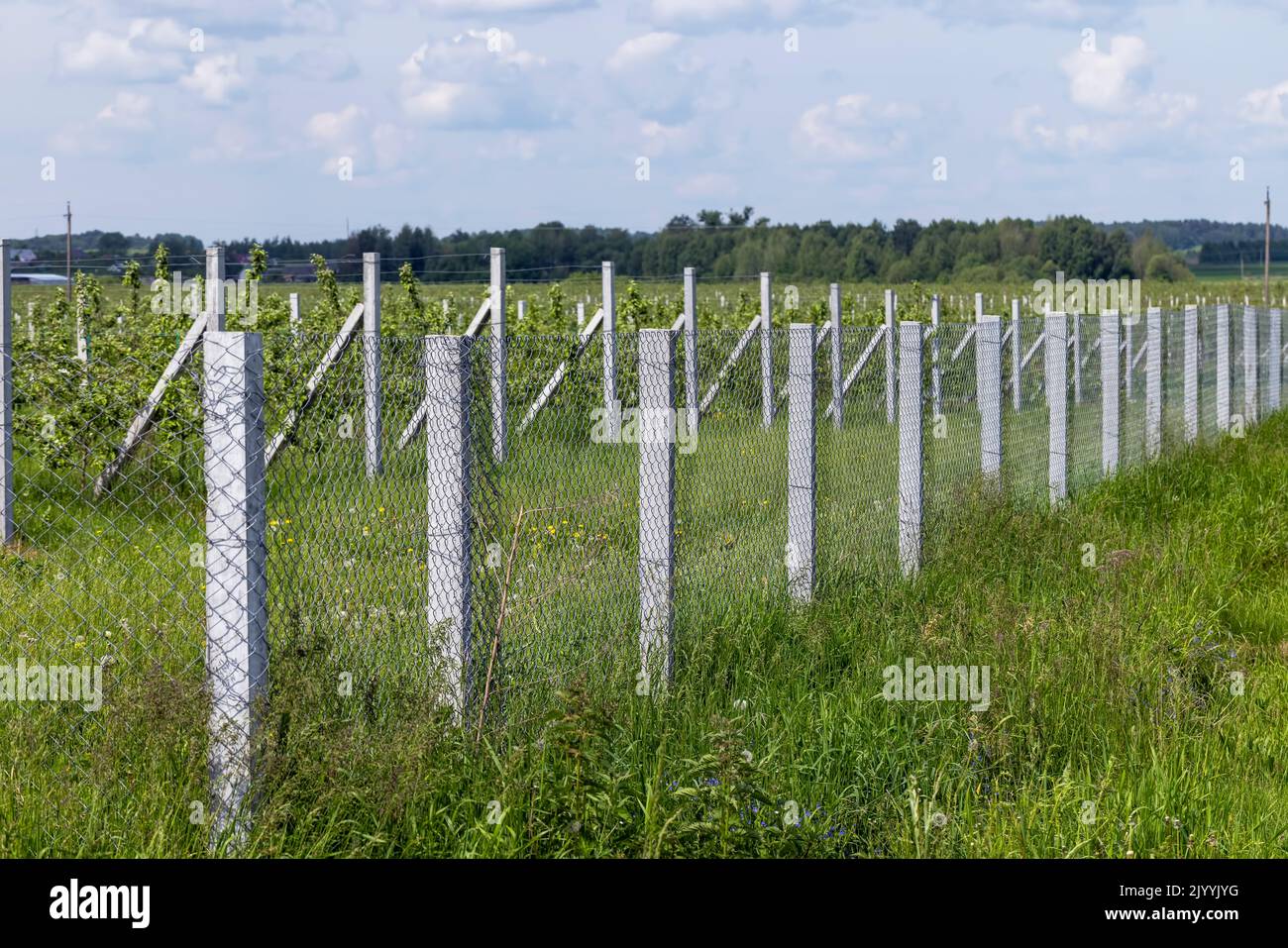 Young apple seedlings in an orchard, industrial apple cultivation in ...