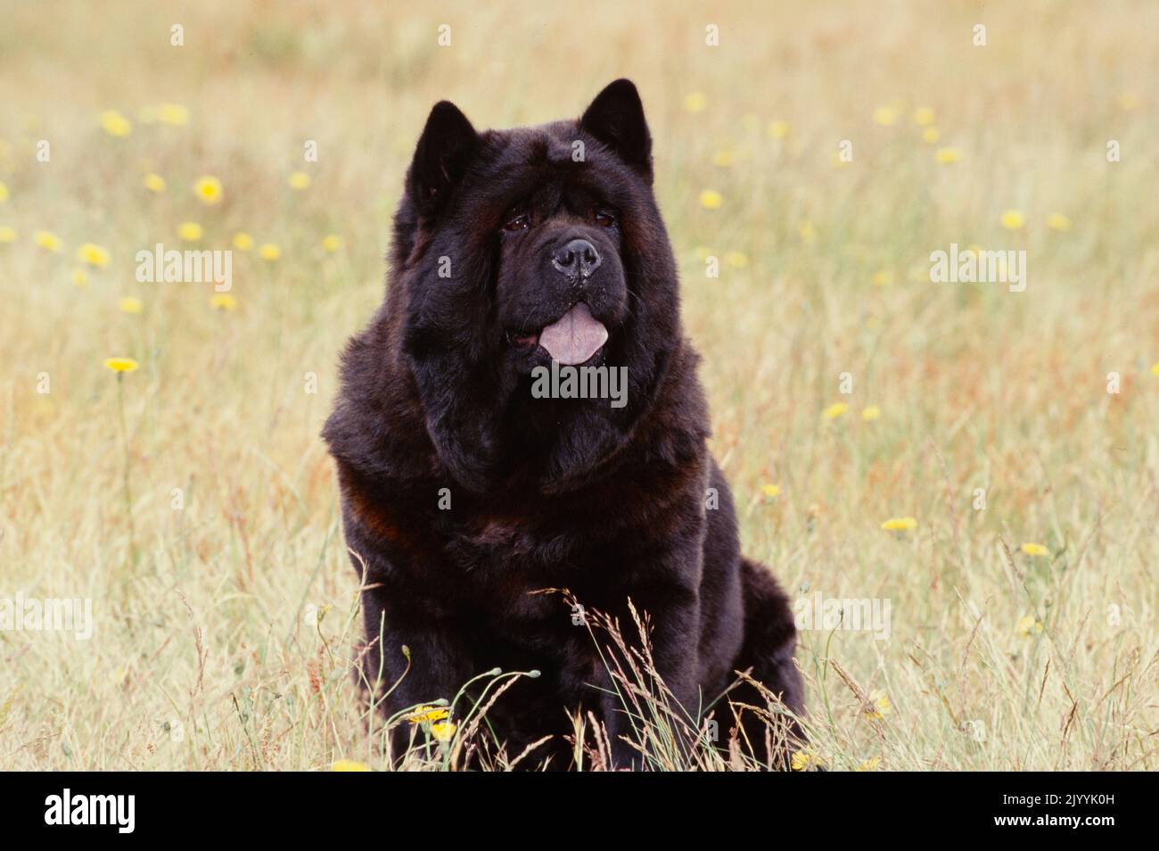 Black Chow in field Stock Photo - Alamy