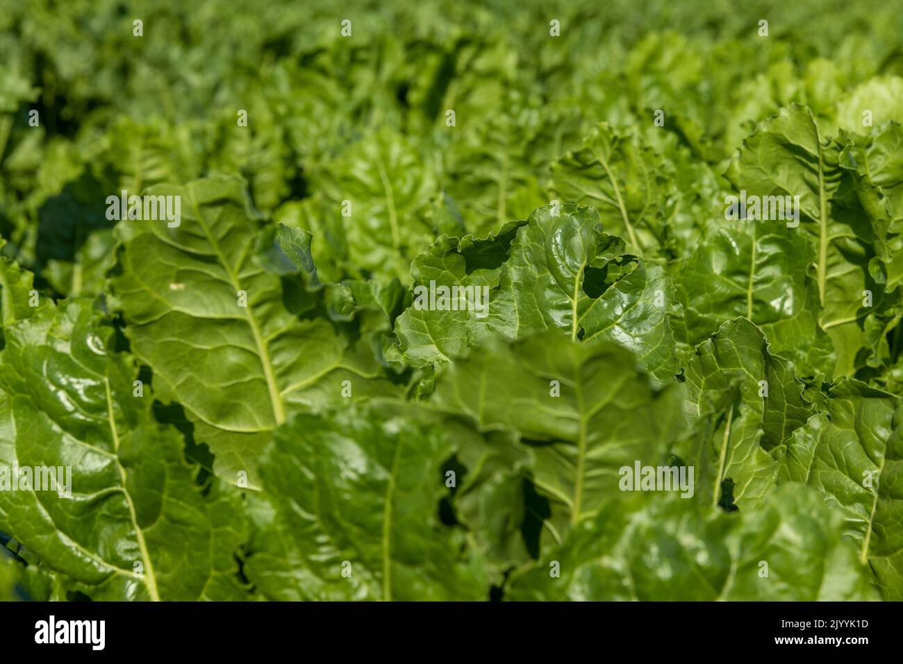 The green foliage of sweet sugar beet growing in the field of beets for ...