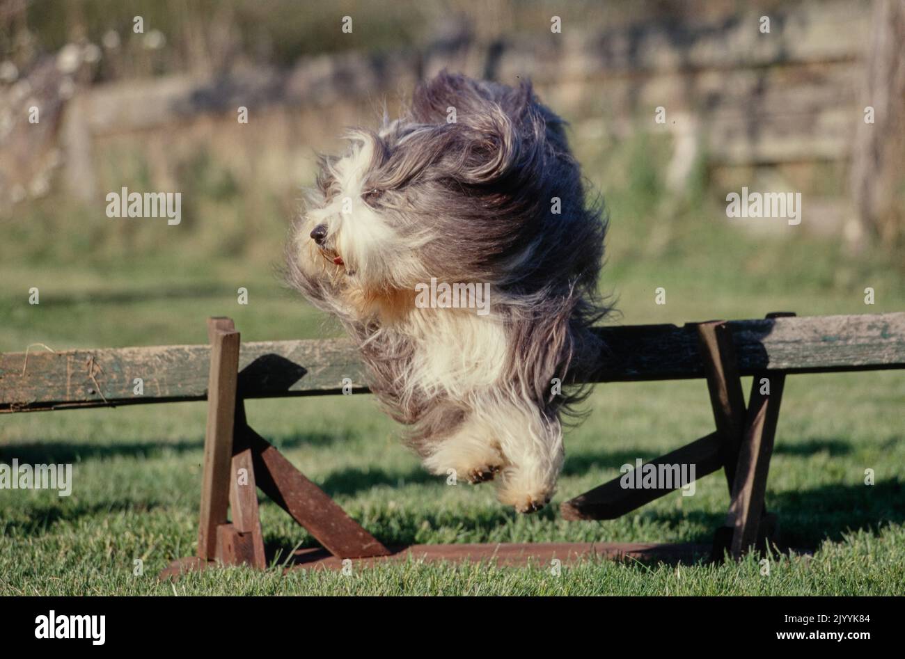 Bearded Collie jumping over fence Stock Photo - Alamy