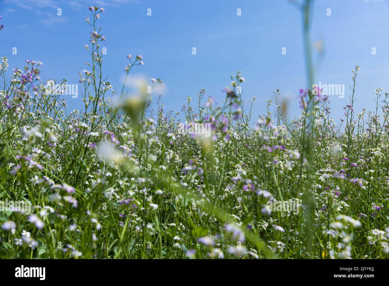 Agricultural field with white flowers for honey, flowers grown for food ...