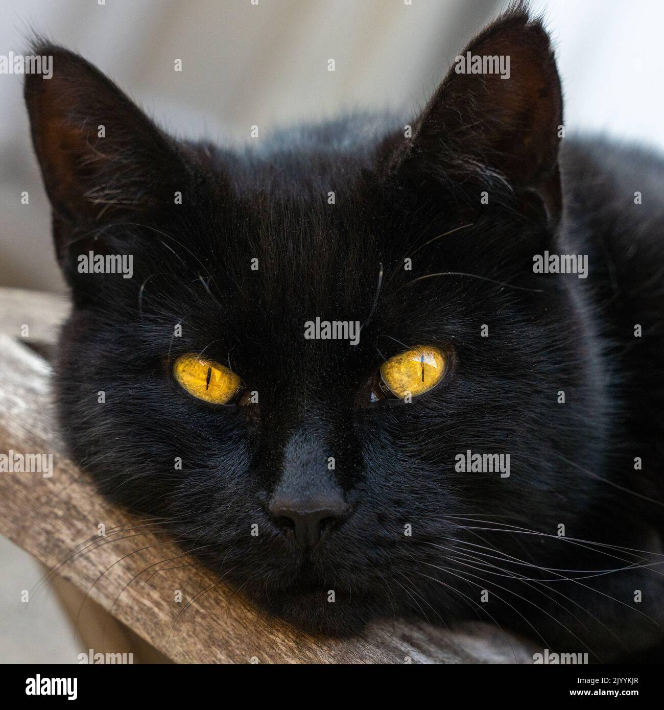 Headshot of a black cat starring into the camera with yellow eyes Stock ...
