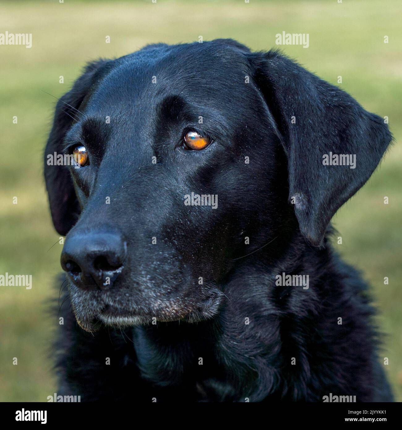 Dog protraits hi-res stock photography and images - Alamy