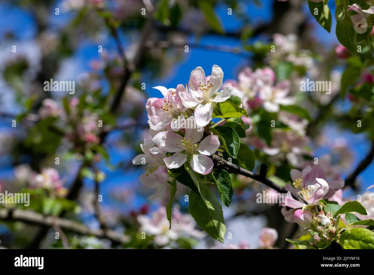 A beautiful blooming apple tree in a spring orchard, white and red ...