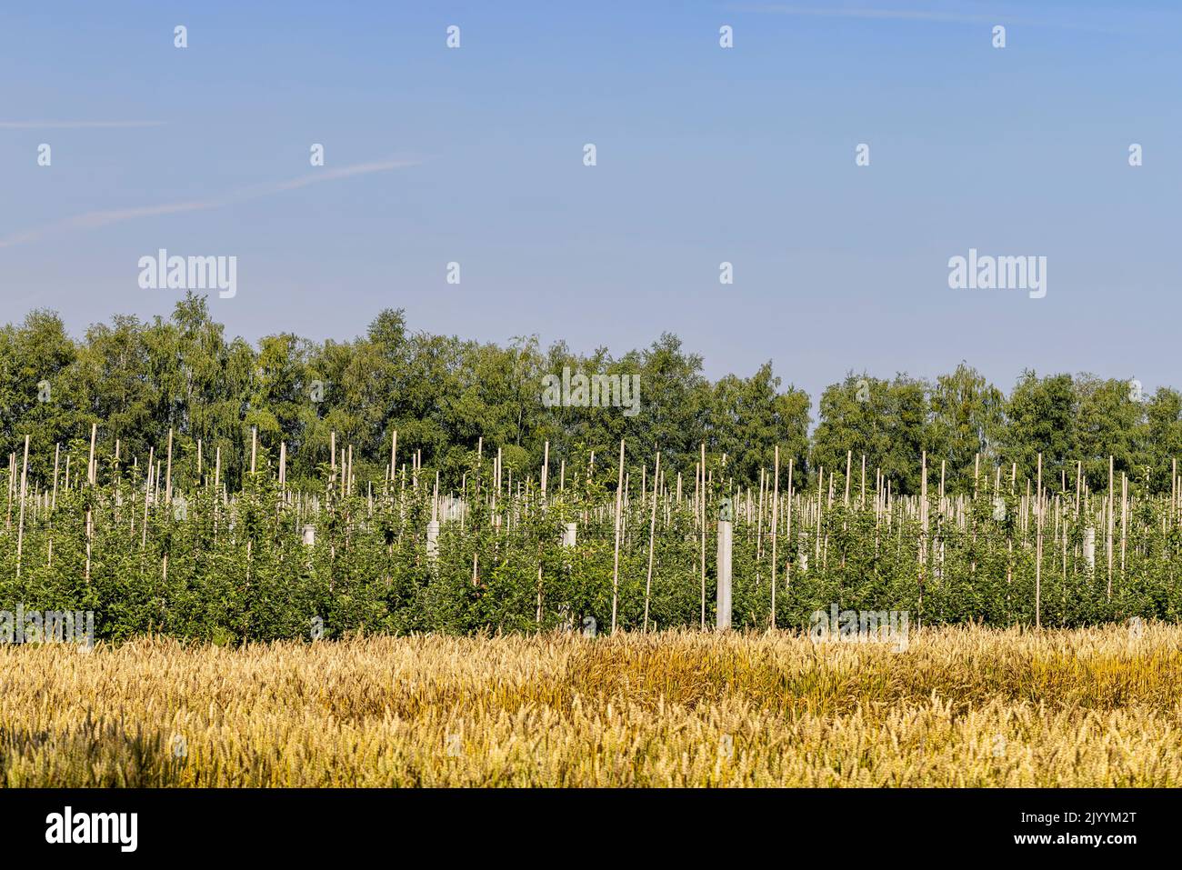 An apple orchard with a large number of young trees, an apple orchard ...