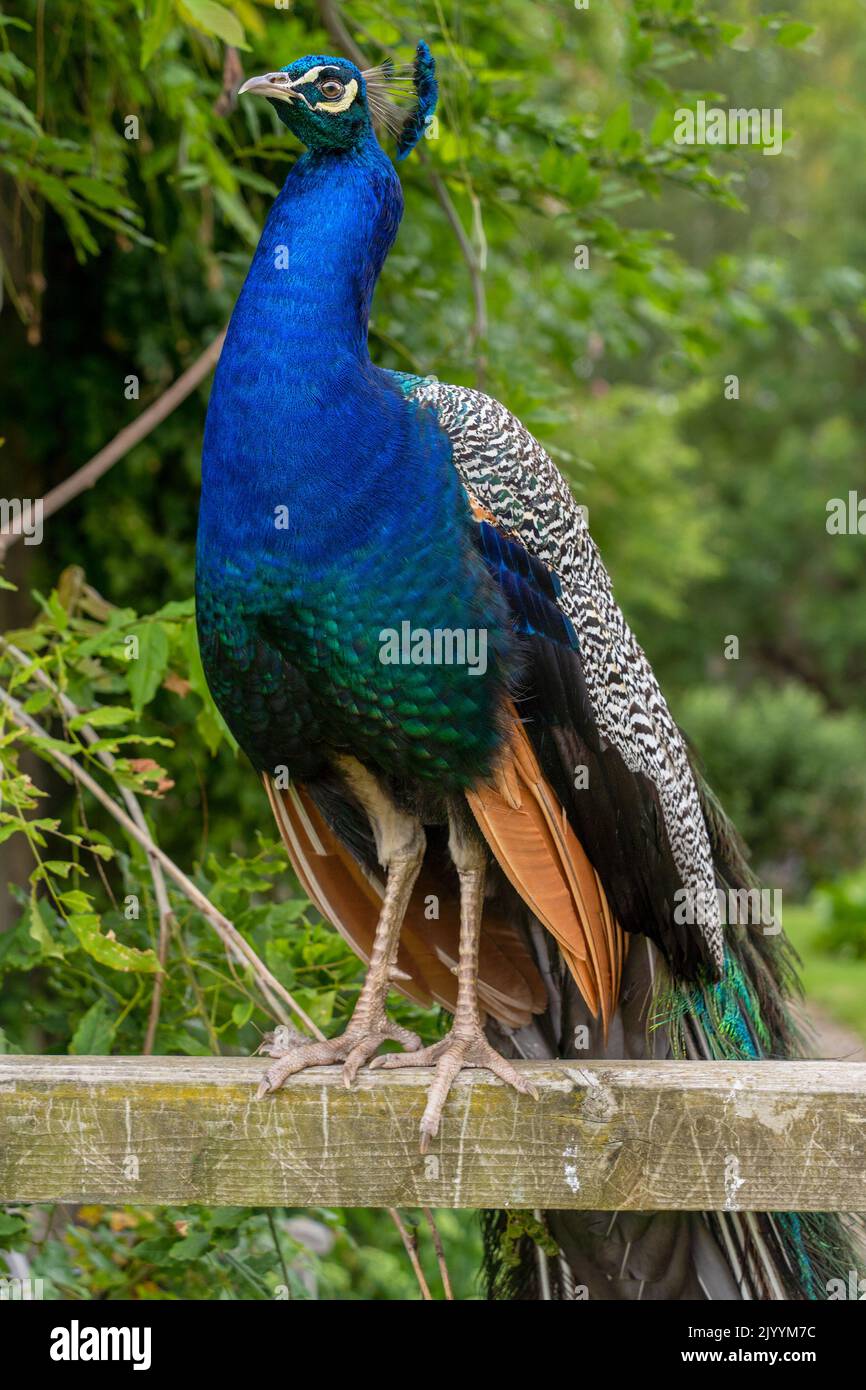 Indian peacocks hi-res stock photography and images - Alamy