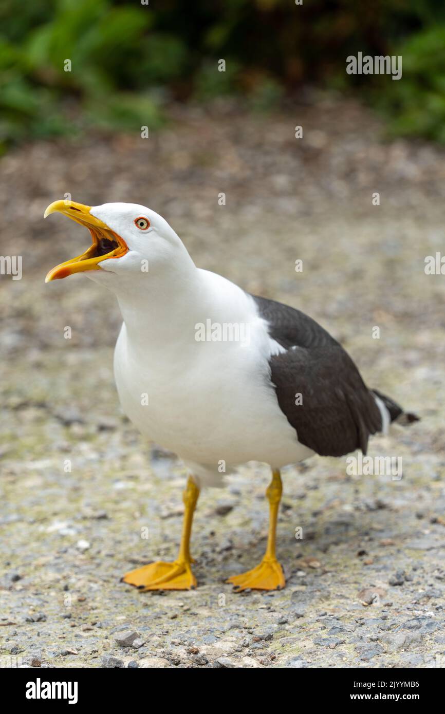 Seagull feet hi-res stock photography and images - Alamy