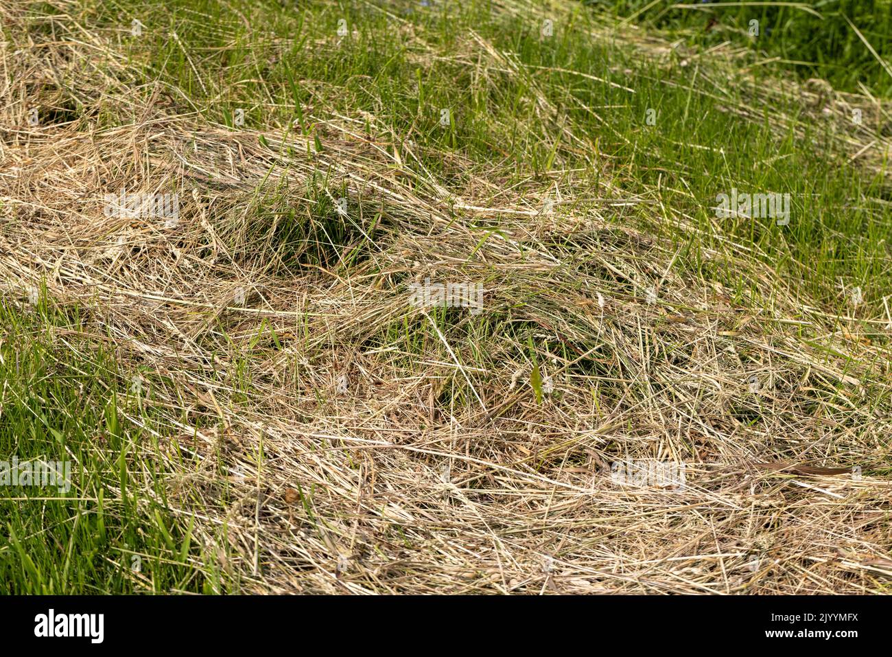 Drying of grass for obtaining and storing hay , making hay for feeding ...