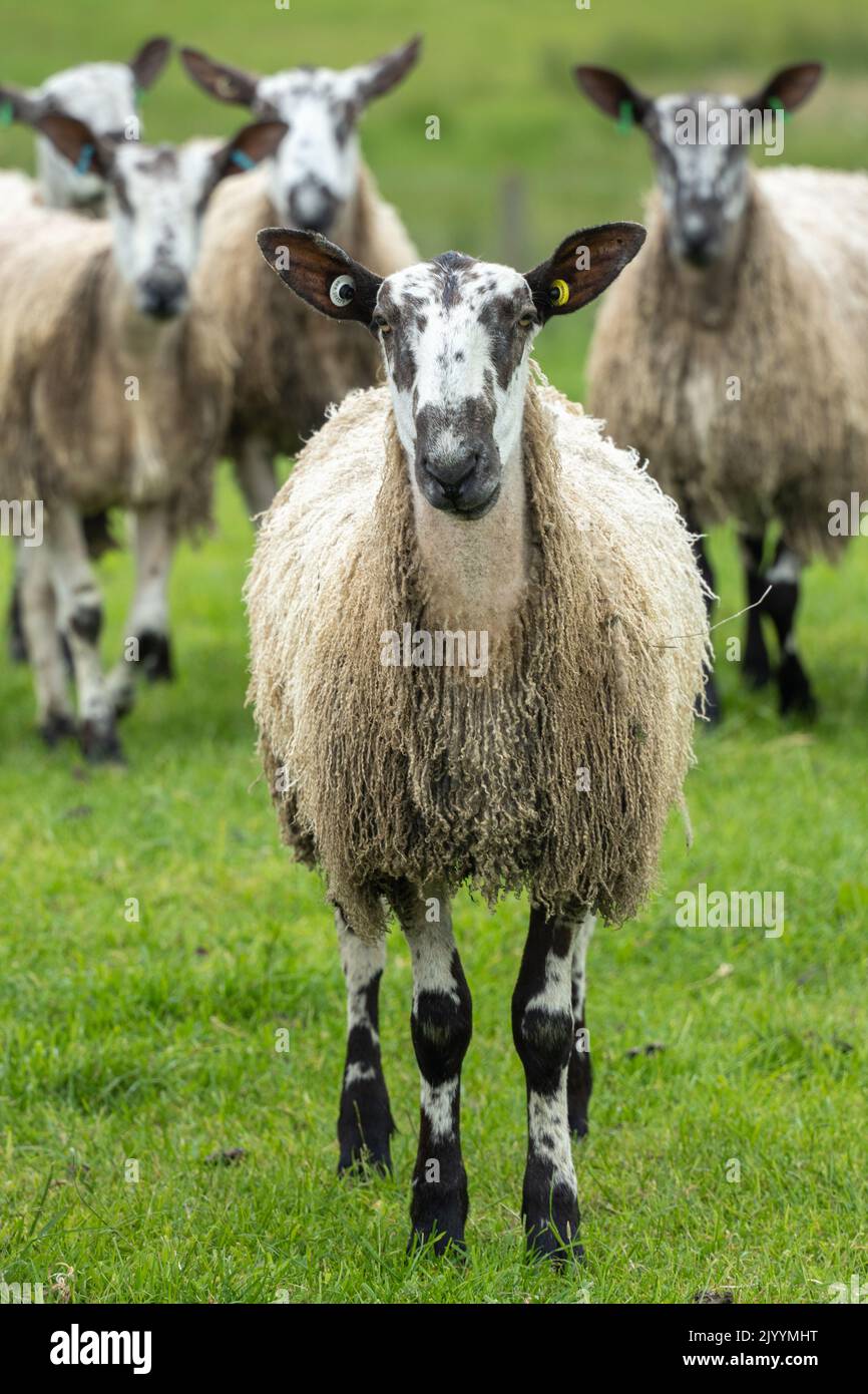 Unsheared sheep hi-res stock photography and images - Alamy