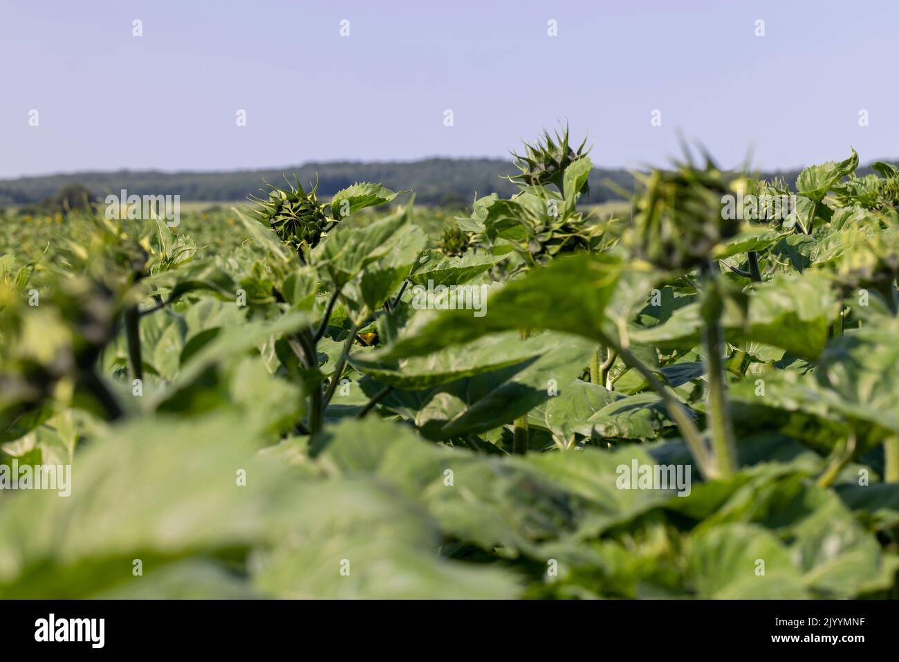 A large number of sunflowers in the agricultural field, the cultivation ... A large number of sunflowers in the agricultural field, the cultivation ...