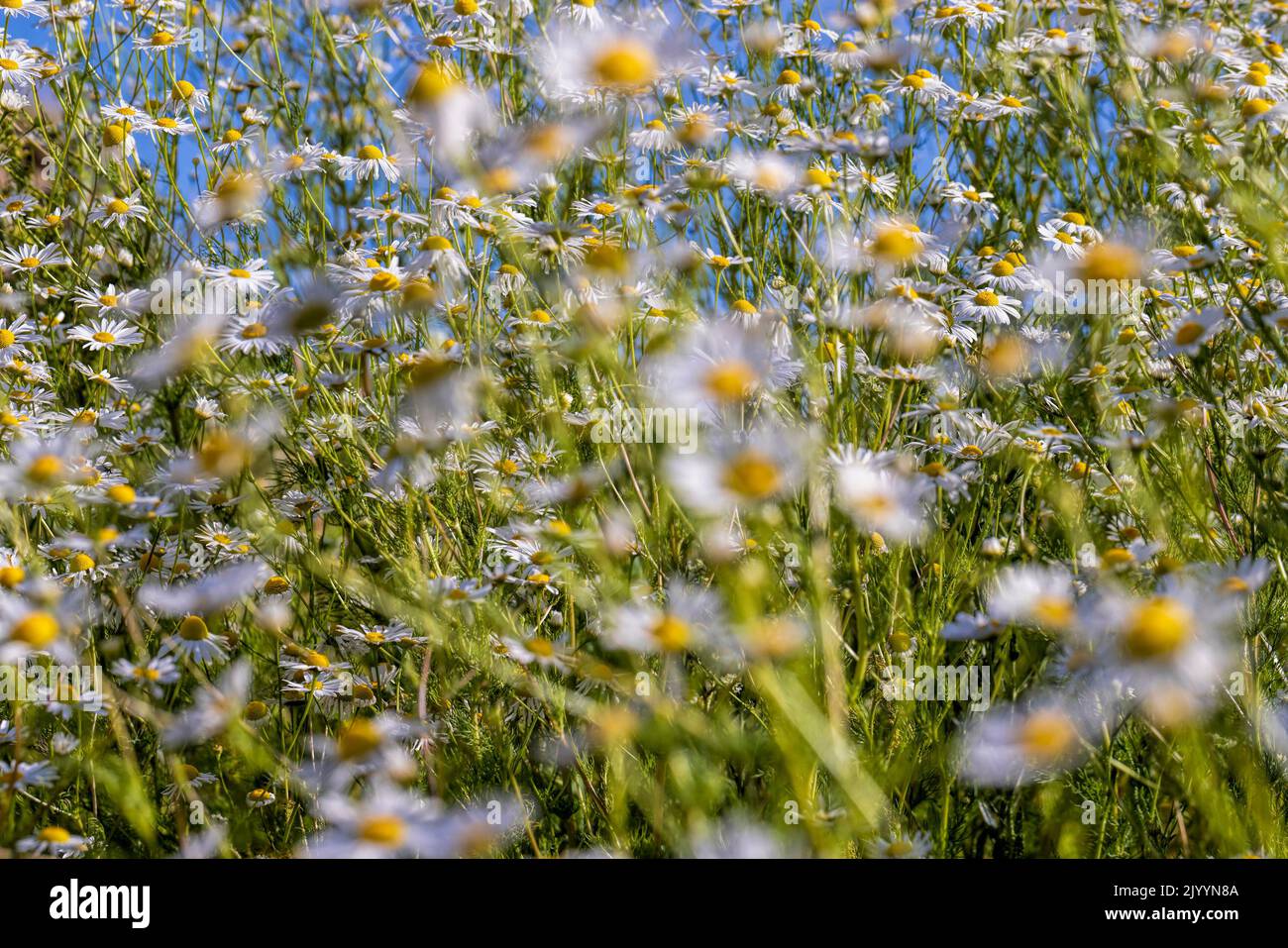 White daisies in the summer in the field, a large number of chamomile ...