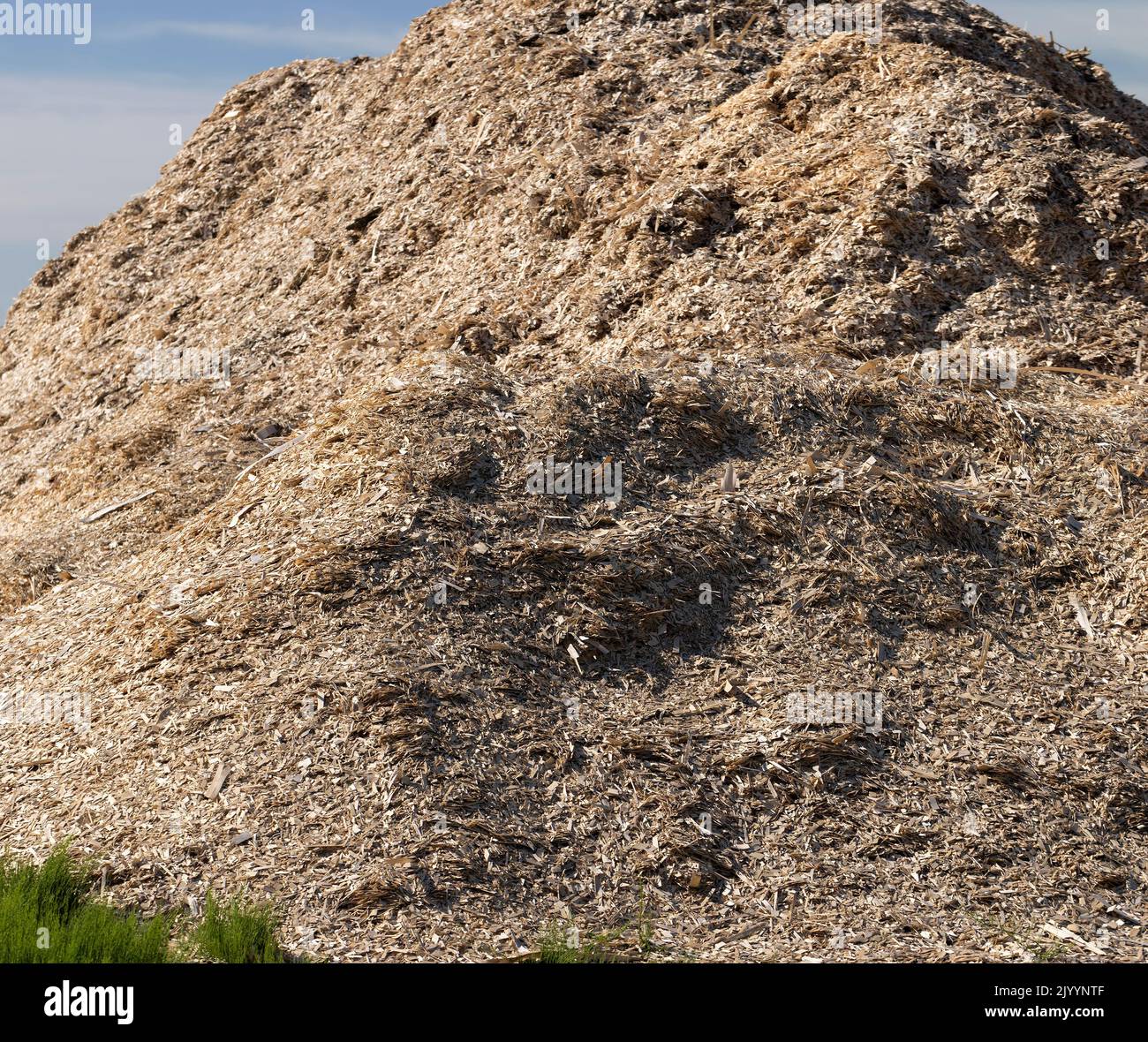 A large pile of sawdust from wood after wood processing, waste from ...