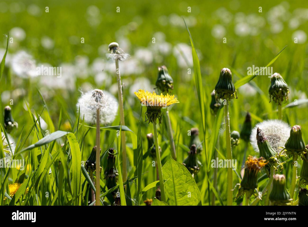 A field with a large number of dandelions in the summer, an ...