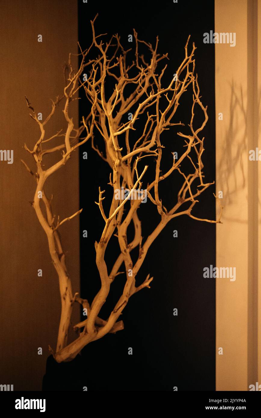 Dried branch without leaves in the interior as an element of room decor ...