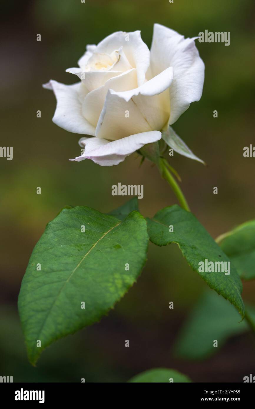 Simple arrangements hi-res stock photography and images - Alamy