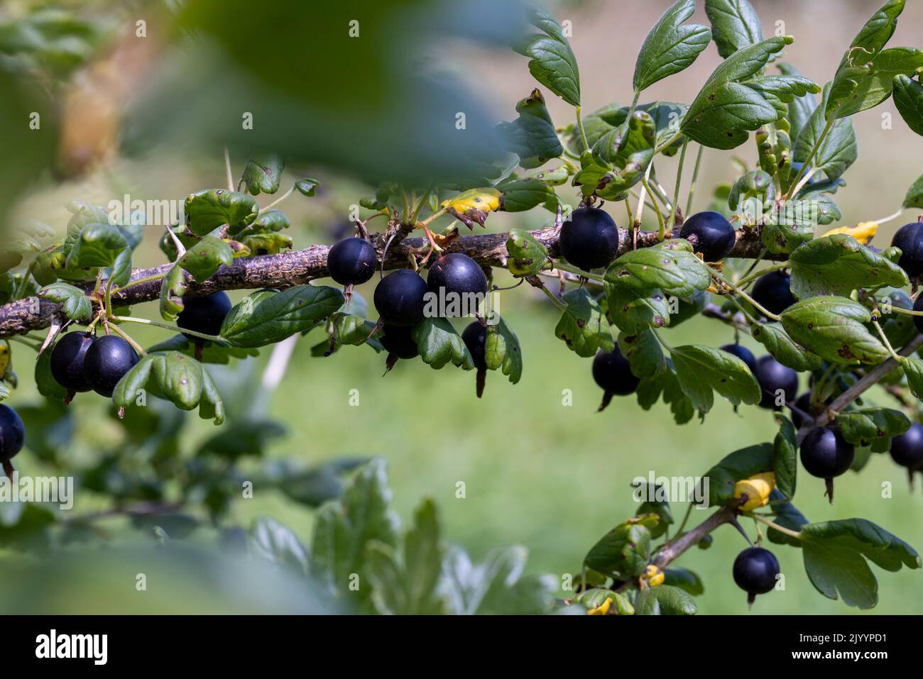 Green foliage on gooseberry bushes in the garden , gooseberry bush in ...