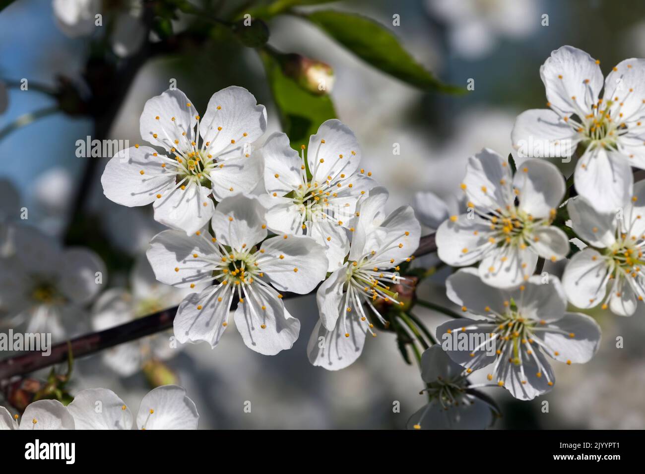 cherry fruit trees blooming in spring, beautiful cherry blossoms during ...