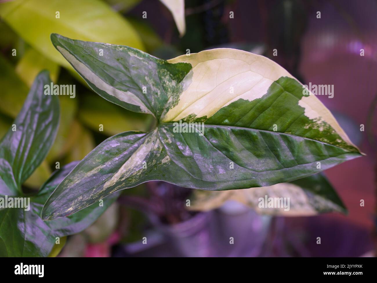 Syngonium aurea hi-res stock photography and images - Alamy
