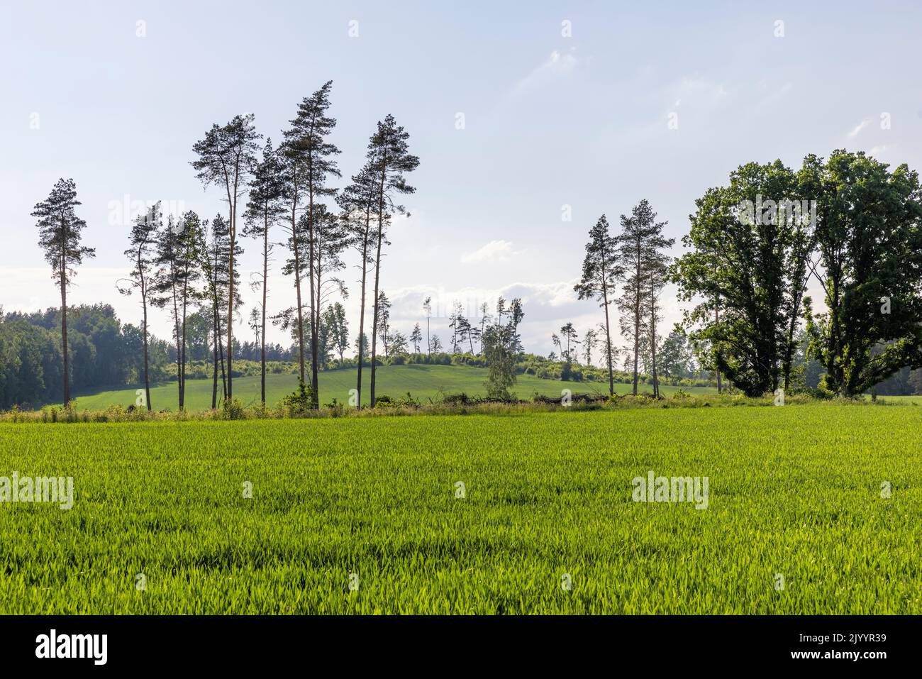 deforestation and timber harvesting in eastern Europe, felled and sawn ...