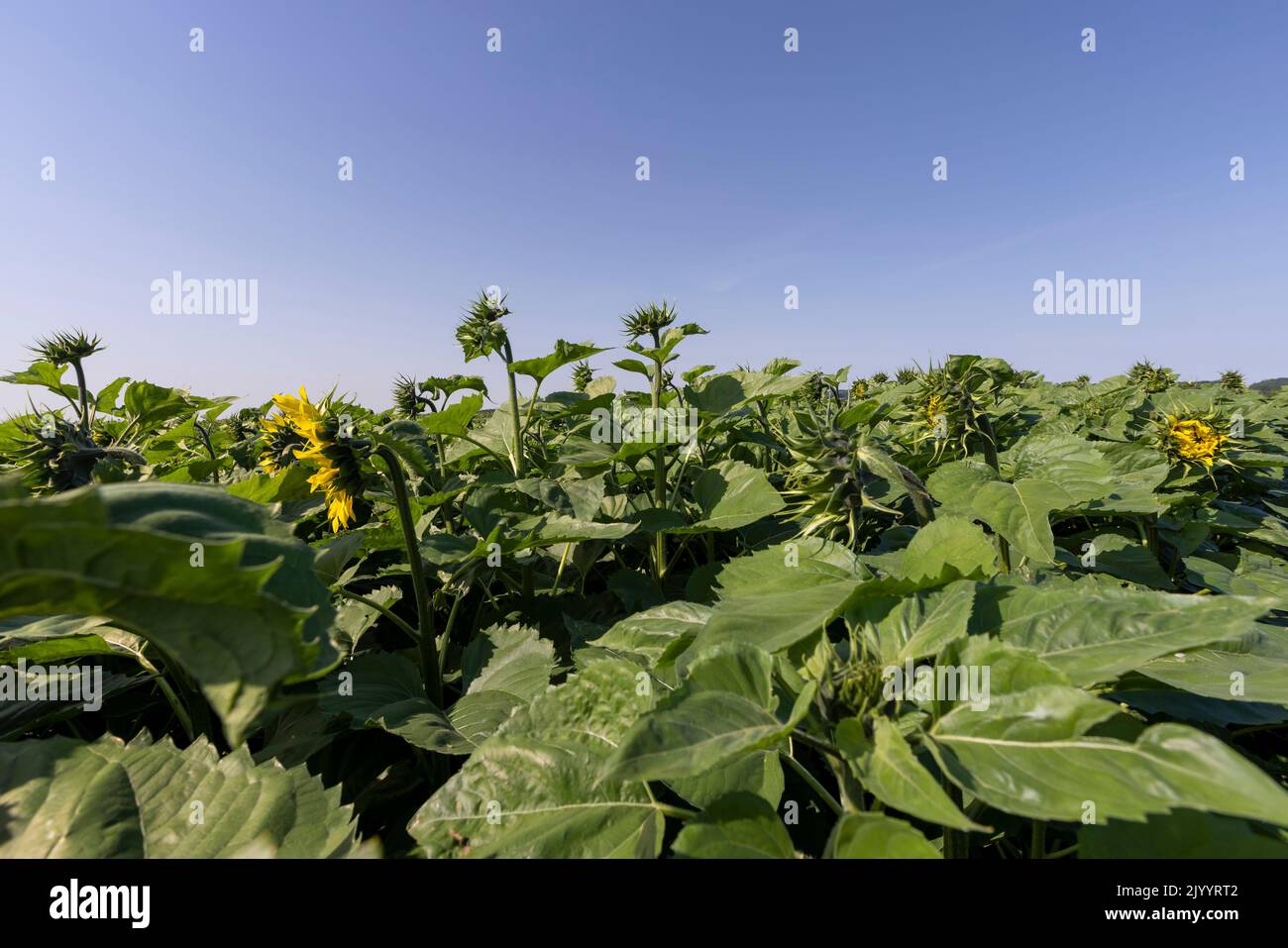A large number of sunflowers in the agricultural field, the cultivation ... A large number of sunflowers in the agricultural field, the cultivation ...